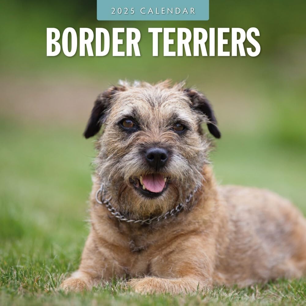 Border Terriers - 2025 Square Wall Calendar - by Red Robin Publishing ...