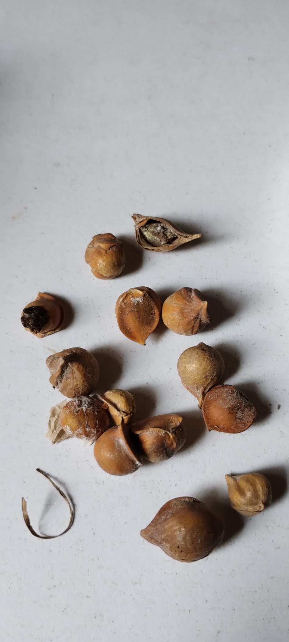 Saara HERBAL FRESH Kashmiri Garlic, Himalayan Garlic, Organic Single ...