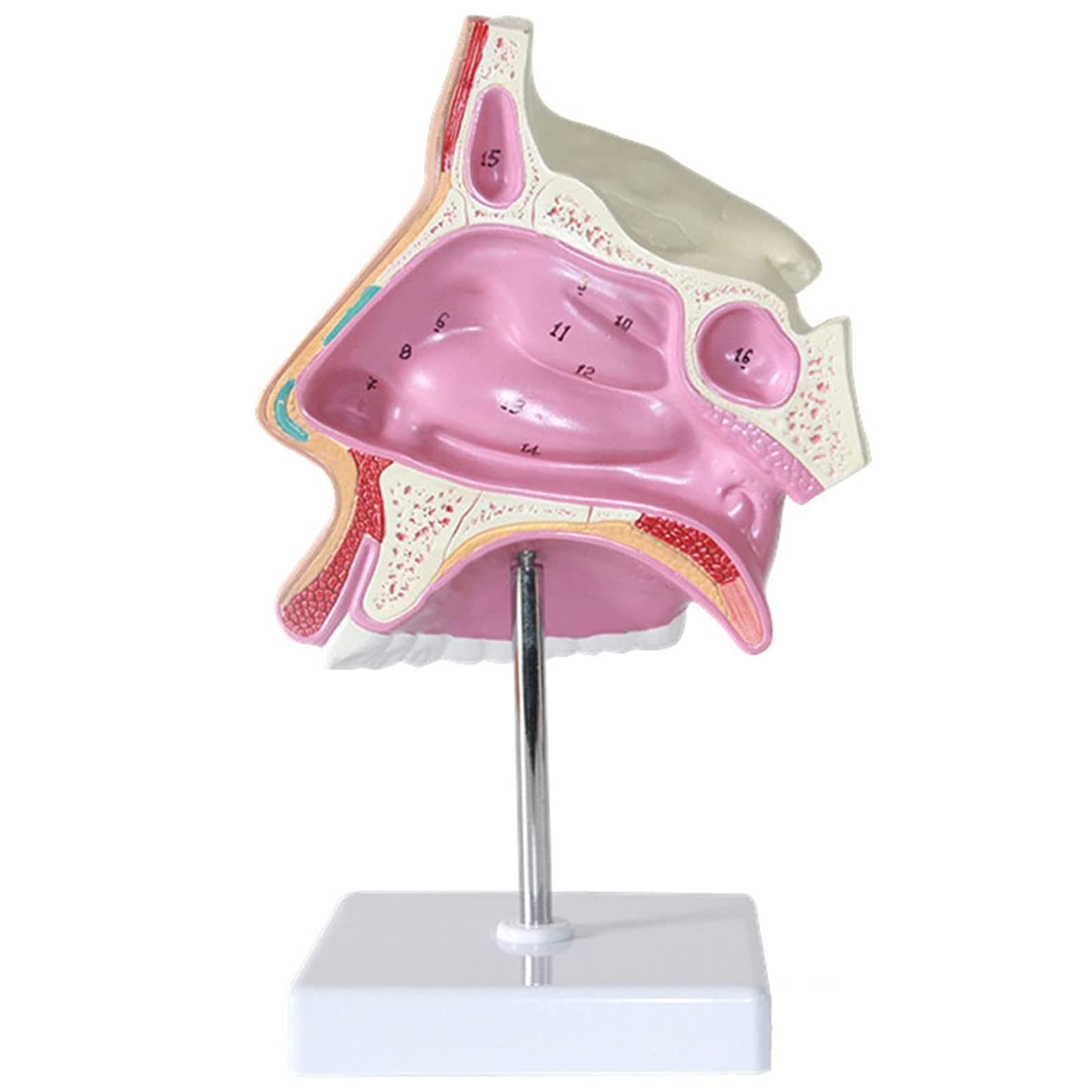 Buy iksvmsis Human Nasal Model, Anatomy Nasal Cavity Model, Human Nasal ...