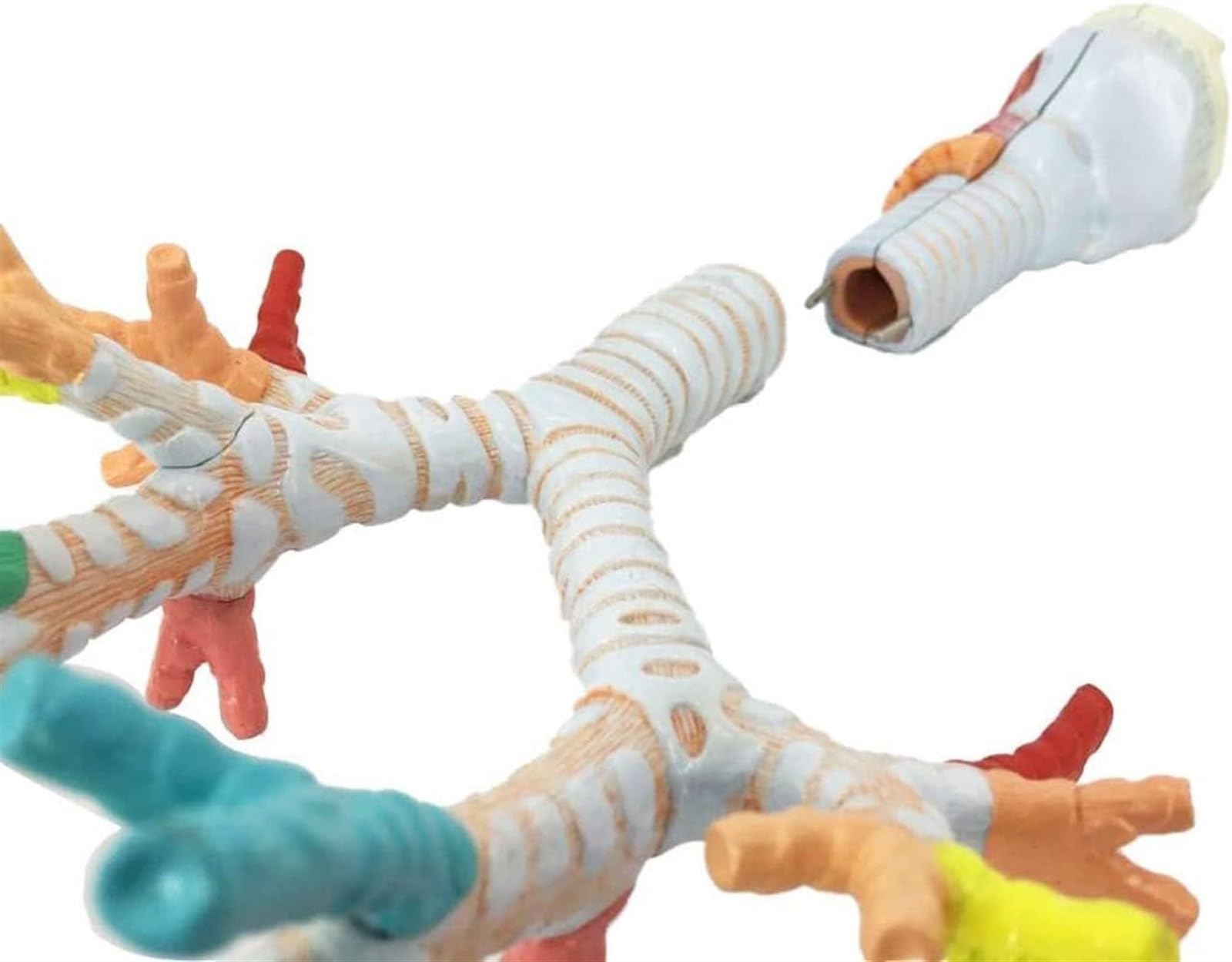 Modèle D'arbre Bronchique LBYLYH Modèle De Segment Pulmonaire