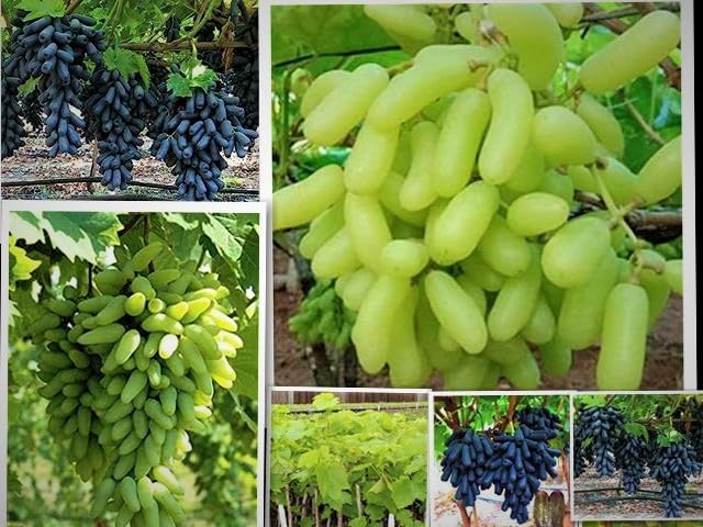 Hybride Seedless Moon Drop Green Anguoor and Long Black Seedless Angoor ...