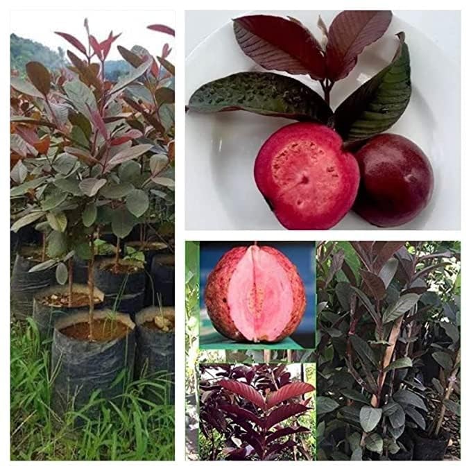 GOLDEN BLOOM Malasian Red Guava Plant Pack Of 1 Healthy Live Plant For ...