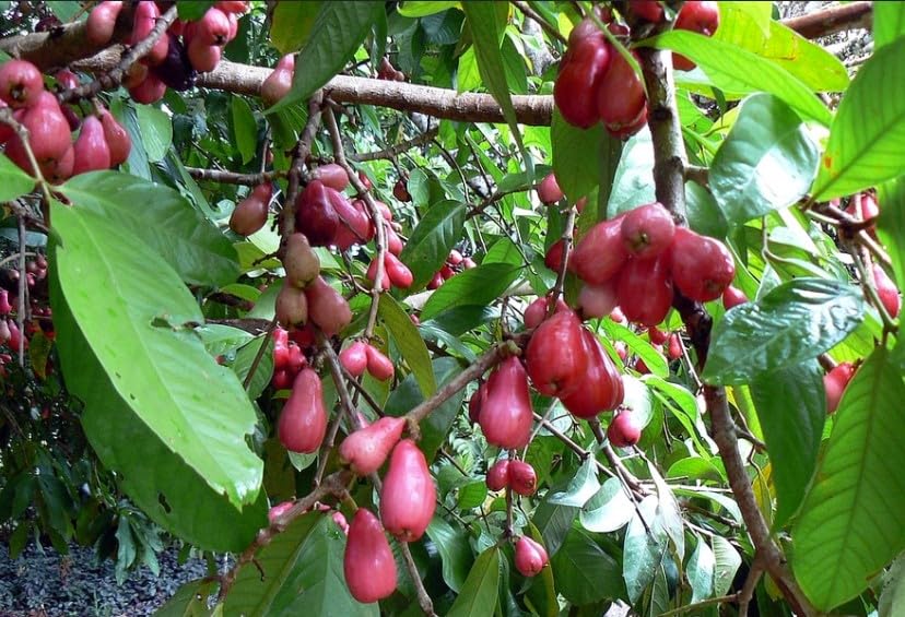 Malay apple tree - How to grow & care