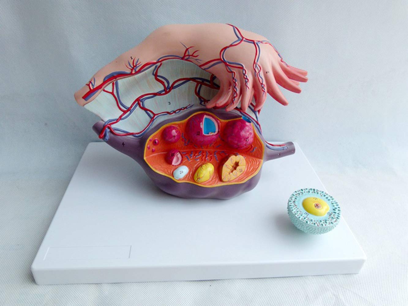 Tjz Uterine Anatomy Model 3 Parts Female Reproductive System Fertilized ...