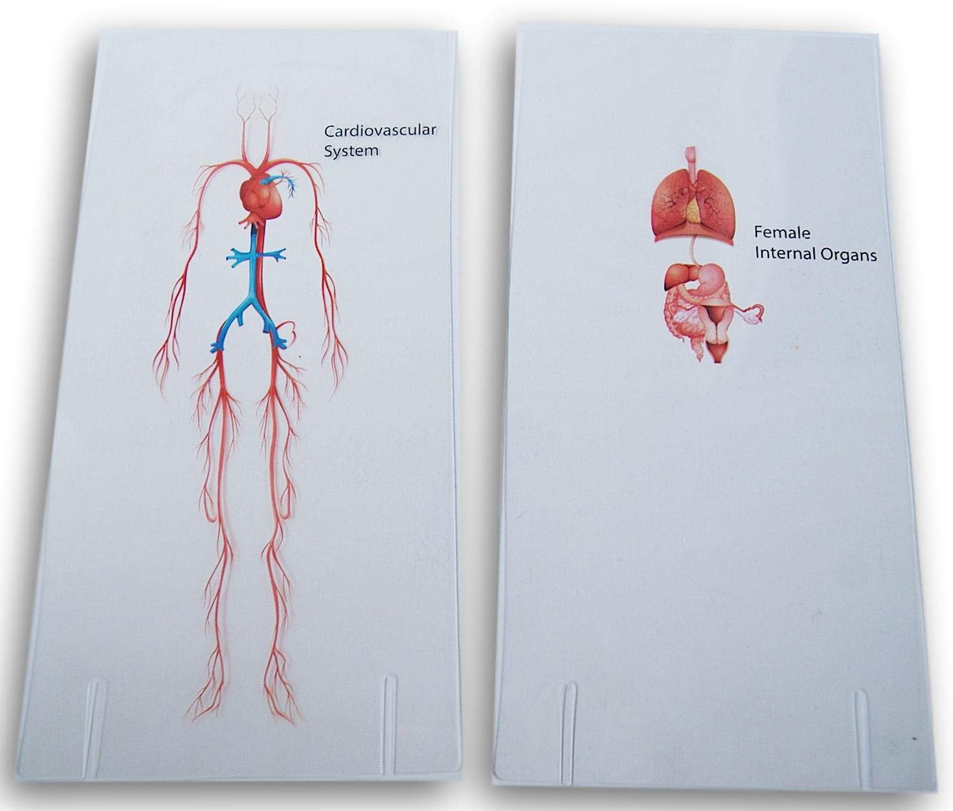 Snapklik.com : Paper Craft Layering Jumbo Flash Cards - Human Anatomy ...