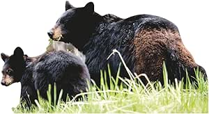Amazon.com: SP12470 Black Bear and Cub Cardboard Cutout Standee Standup ...
