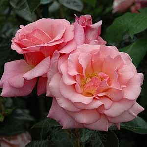 Peter Beales Roses Dixieland Linda Climbing Rose Plant | 5.5 Litre ...