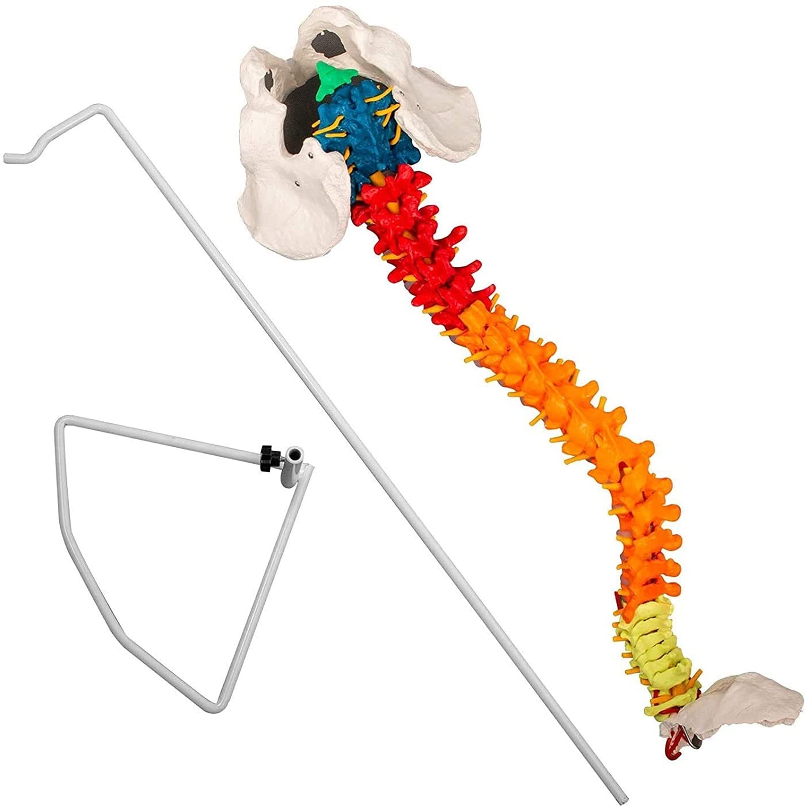 Buy ZAMAX Study Model 85Cm Vertebral Column Model Skeleton Spine Model ...