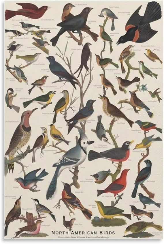 Amazon.com: TREKAGF North American Bird Identification Chart Art Poster ...
