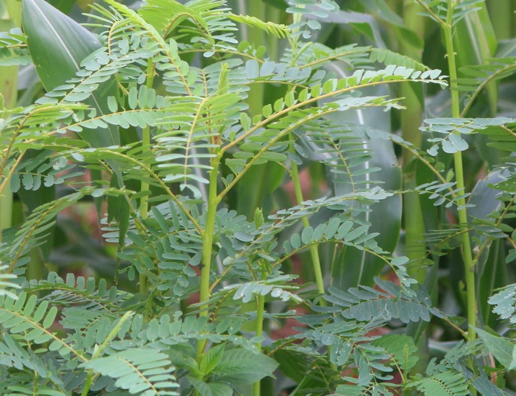 Buy OhhSome Agathi Cheera (Sesbania Grandiflora) 100 Seeds Agati ...