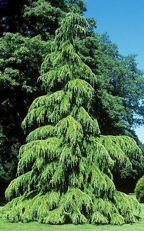 Buy Tree Online - Cedrus Deodara - The Himalayan Cedar. 10 - 2 Packs ...