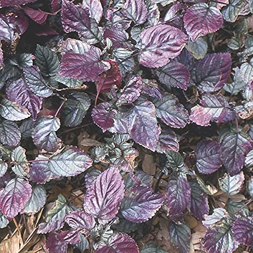 Buy Aiden Gardens Rare Hemigraphis alternata Red Flame ivy purple ...