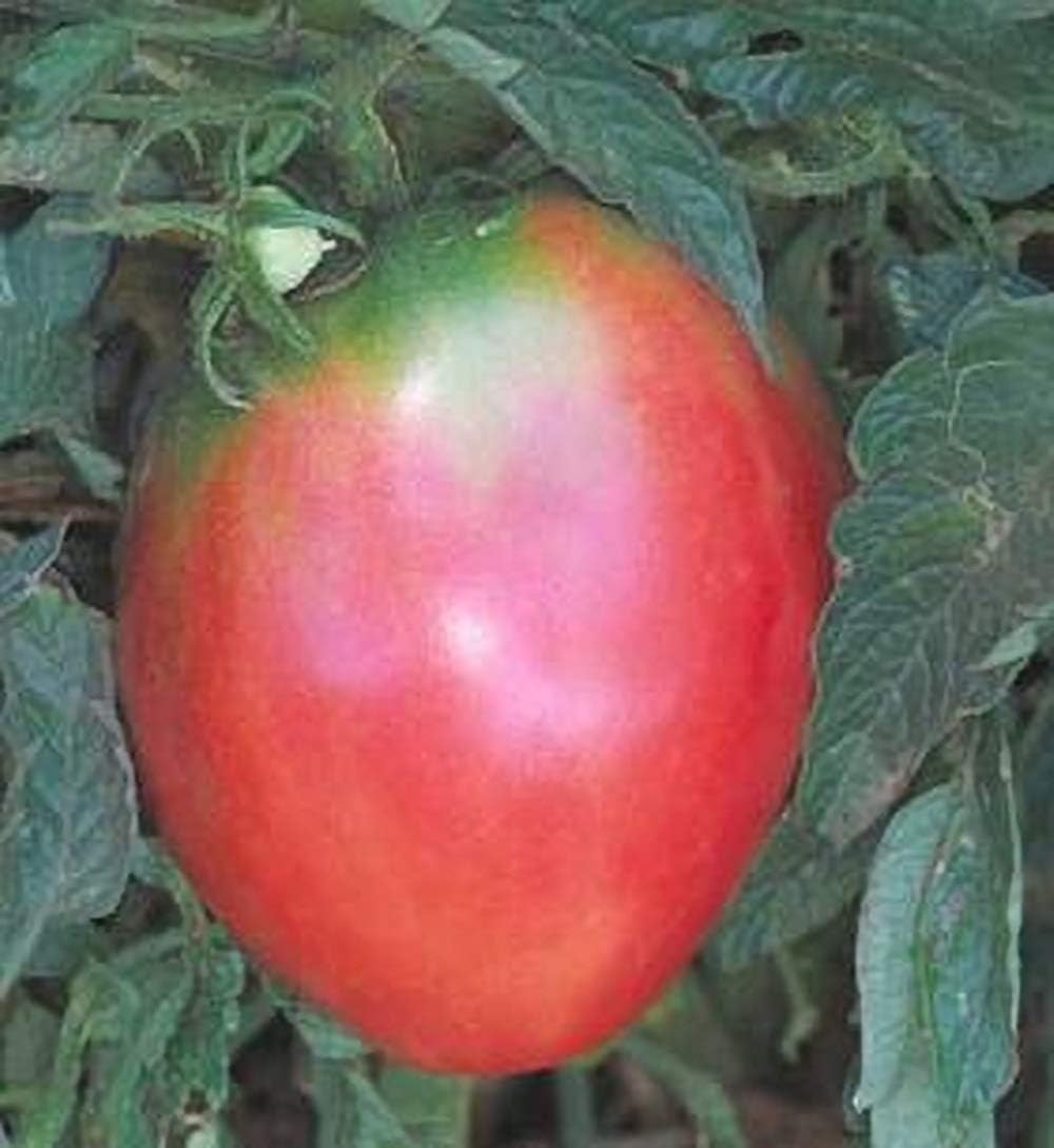 Amazon.com : Anna Russian Tomato Seeds : Patio, Lawn & Garden
