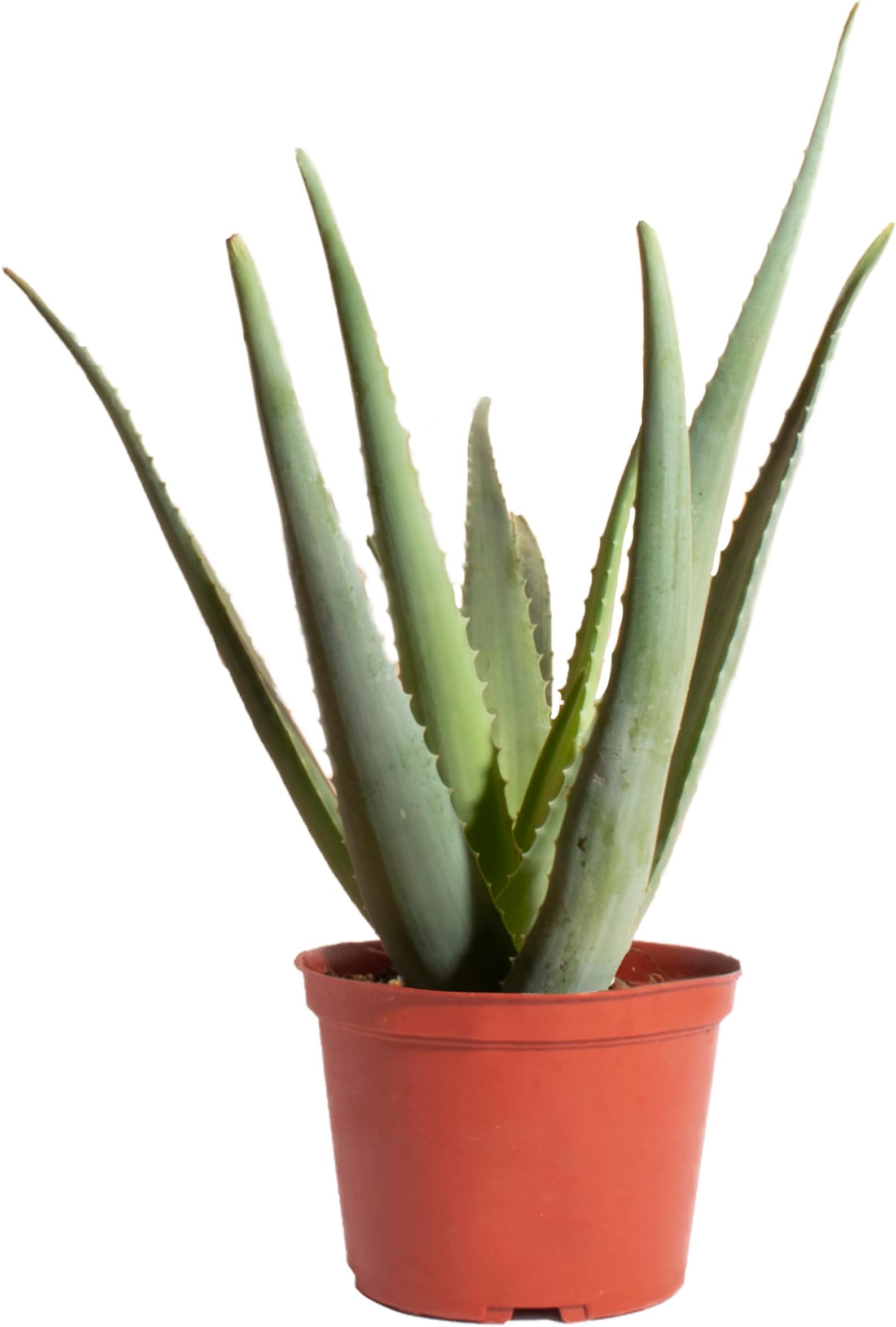 Amazon.com : American Plant Exchange Live Aloe Vera Plant, Medicinal ...