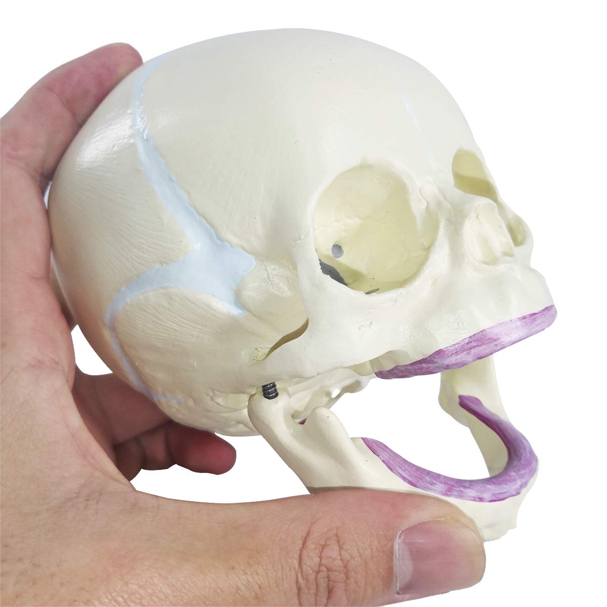 Buy Human Infant Skull Model, Life Sized Fetus Skull, Anatomy Baby ...