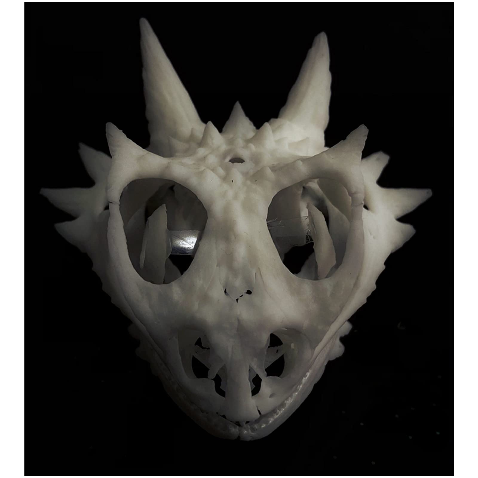 Horned Lizard Skull