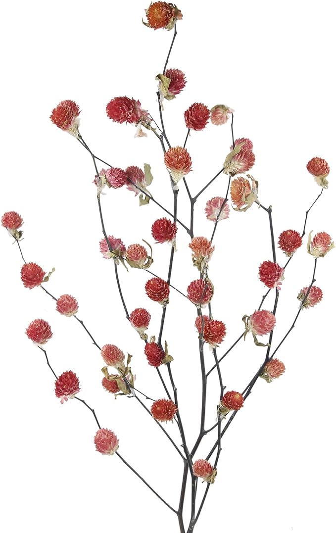 Amazon.com: ACRYCS Real Dried Birch Twigs Natural Dried Plants ...
