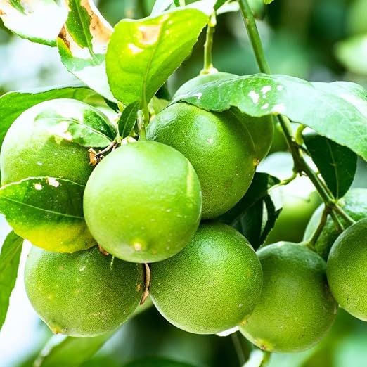 Amazon.com: Planta de lima persa viva, planta de limón persa, planta de ...