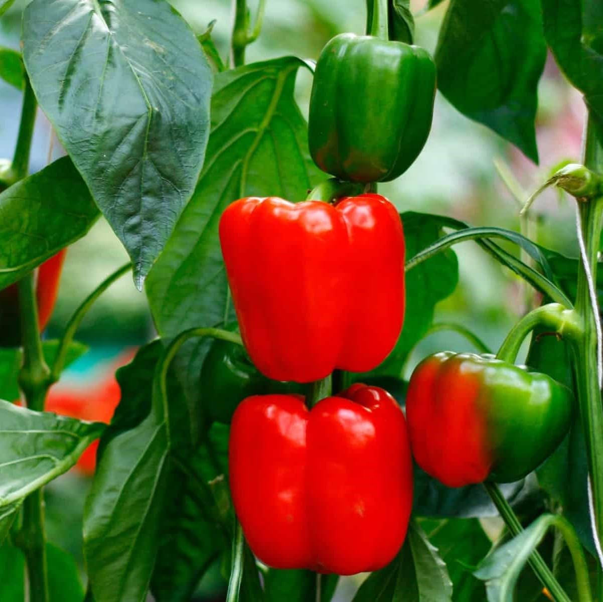 Pimiento Morrón Rojo Bell Pepper Seeds - Traditional Spanish Bell ...