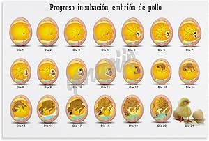 Amazon.com: Chick Hatching And Growing Process Poster Science Education ...