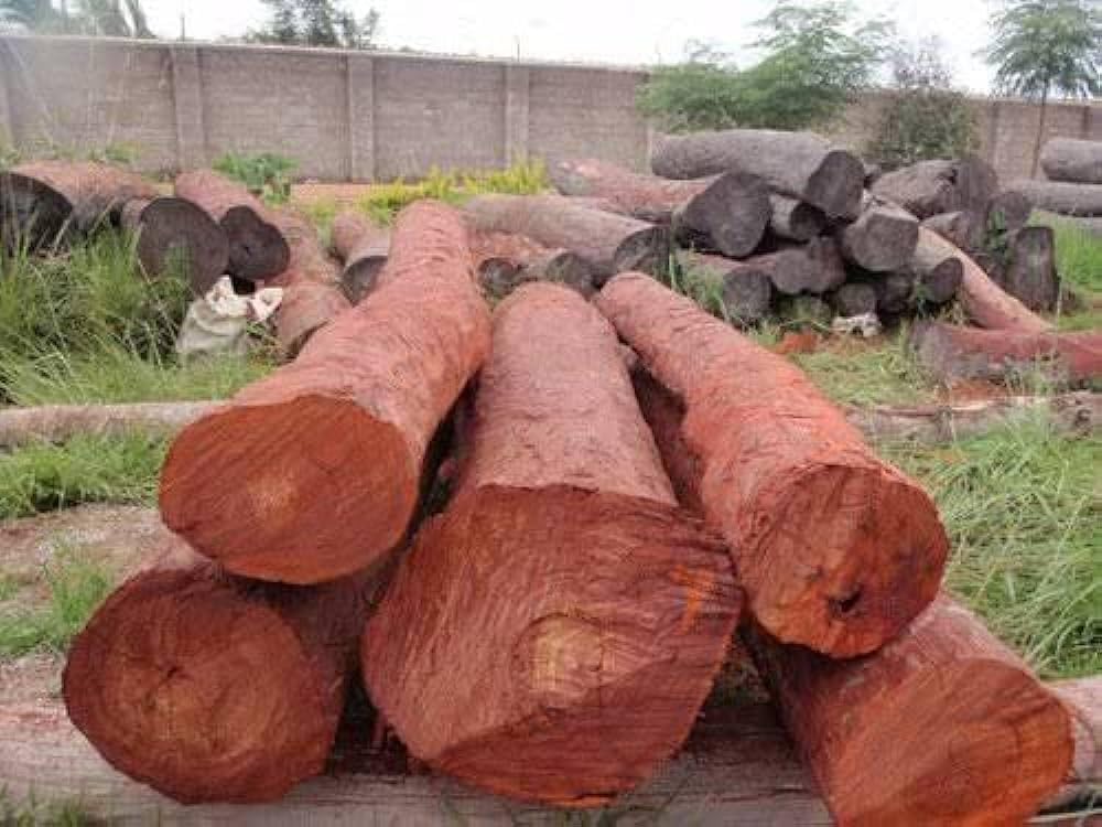 SeeGreen Red sandal wood seeds -Red Sander-Lal Chandan-Pterocarpus ...
