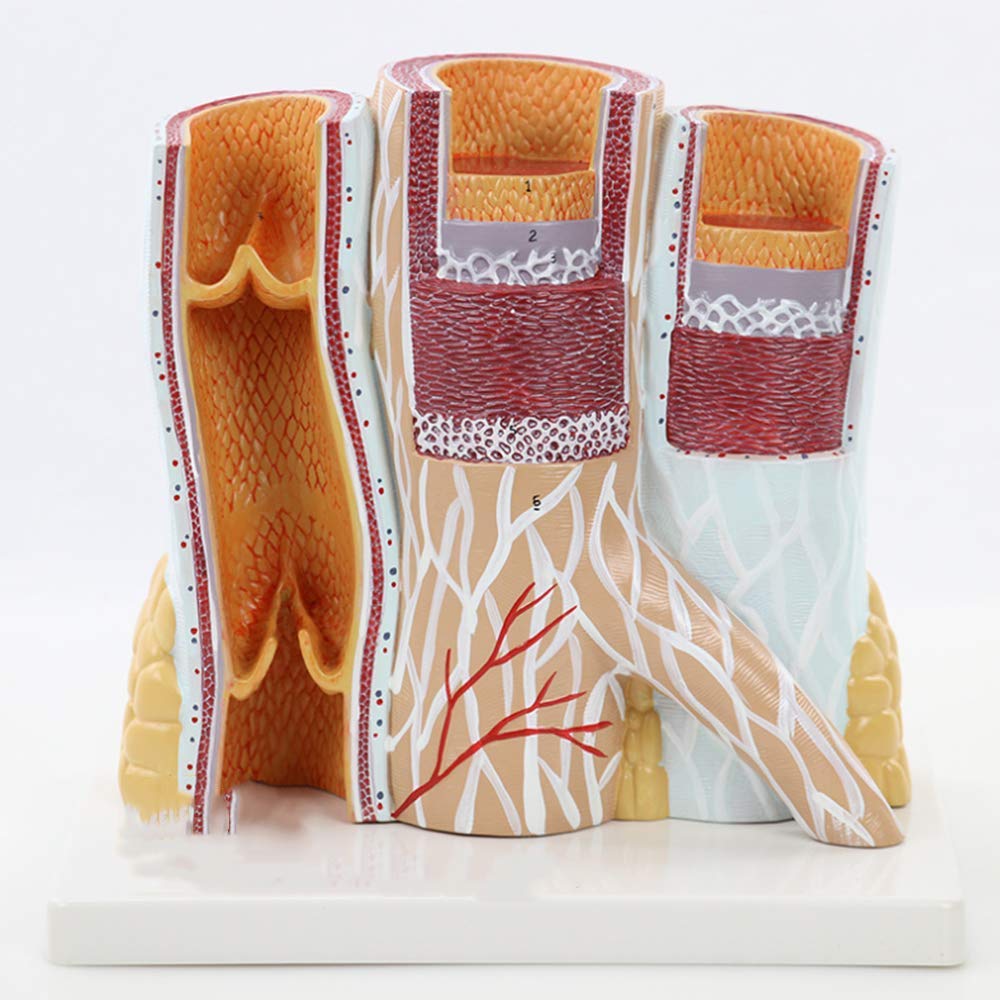 Buy Artery And Vein Anatomical Magnification Model Human Vascular Model ...