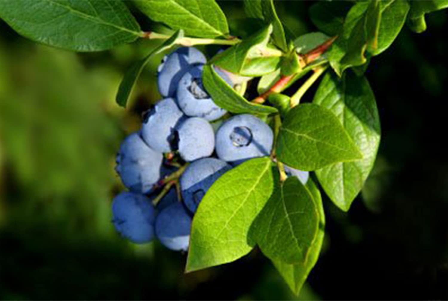 Amazon.com : Brighter Blooms - Toro Blueberry Bush - Versatile Plant ...