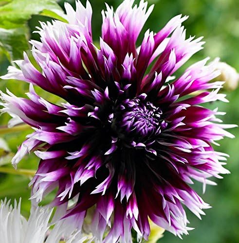 Amazon.com: Alauna Clair-Obscur Flowering Dahlia Bulb, Plant, Root ...