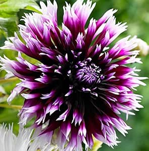 Amazon.com: Alauna Clair-Obscur Flowering Dahlia Bulb, Plant, Root ...