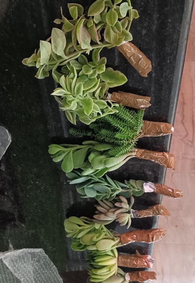 Tofoh assorted succulents combo (set of 10) any 10 succulent, BARE ...