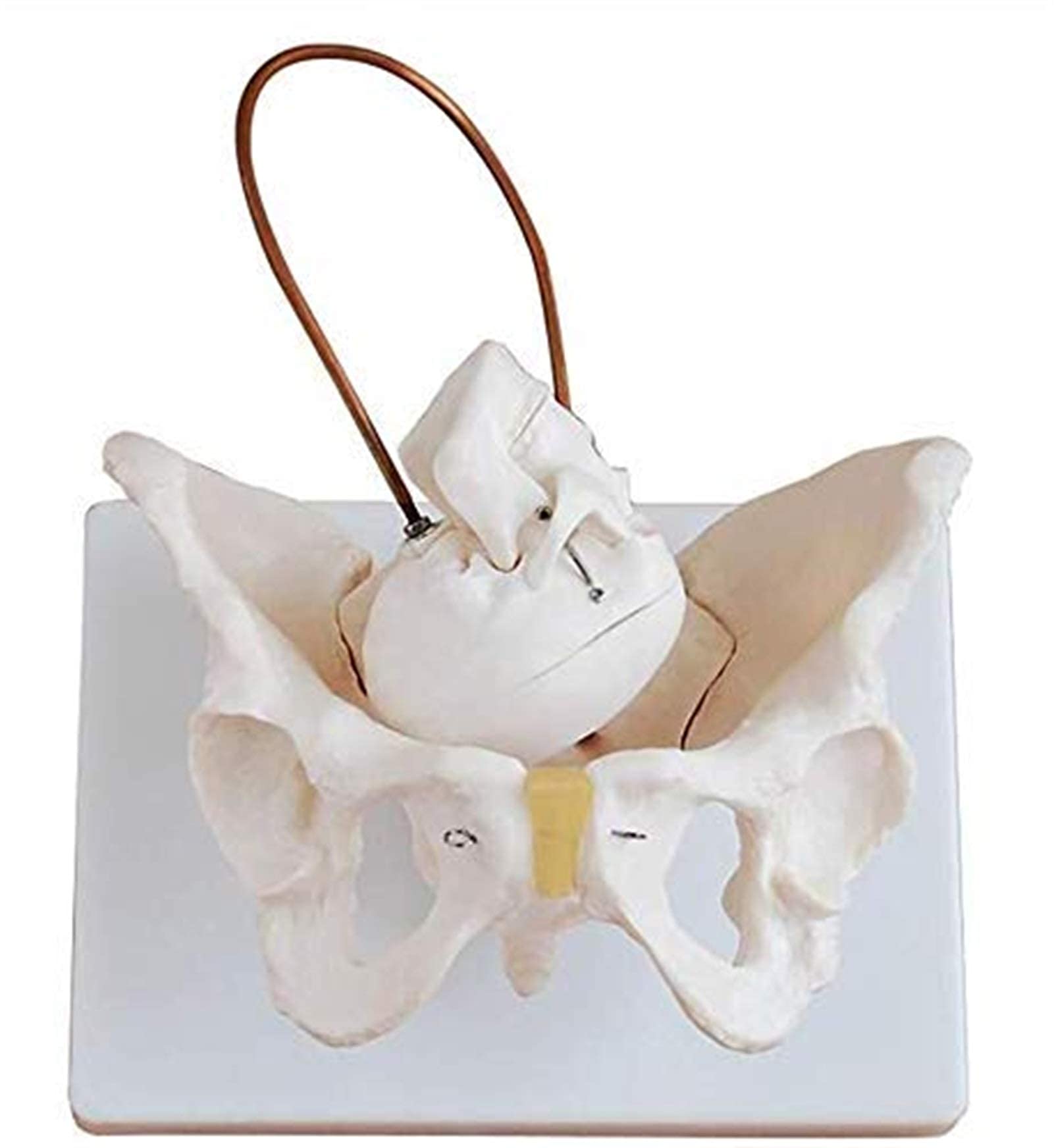 Buy Human Torso Model Female Pelvis with Baby Head Fetal Midwifery ...