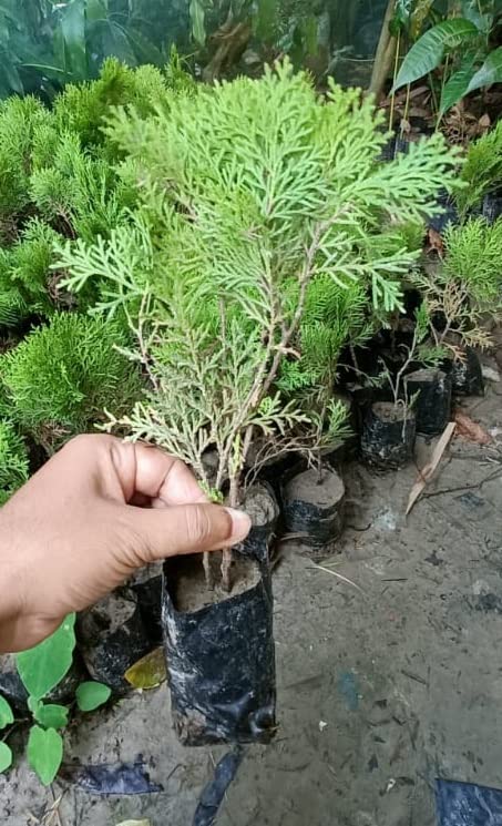 ShopaholicEastern white cedar Thuja jhau Thuja occidentalis Brush Jav ...