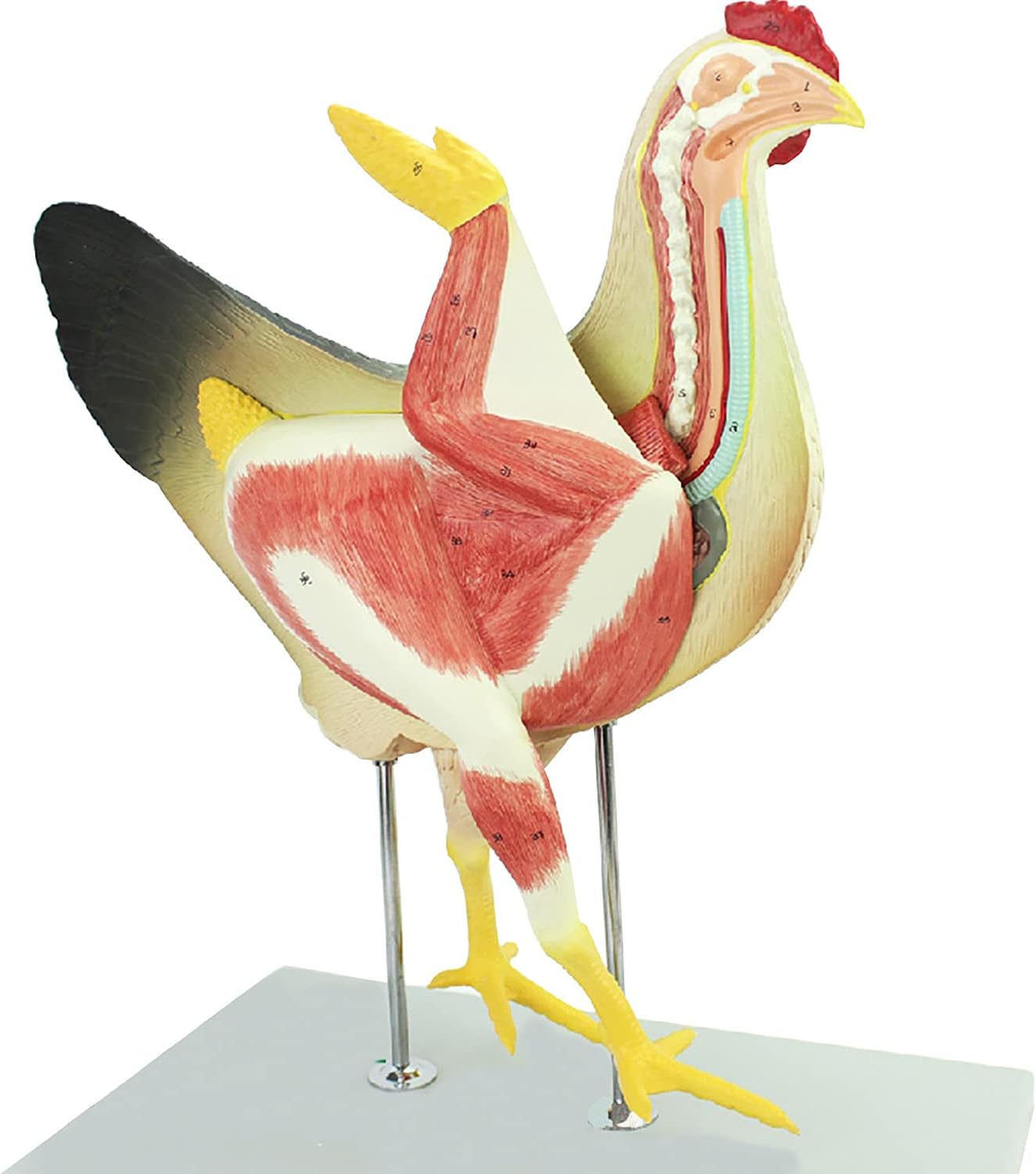 Amazon.com: Teaching Model,Labs Model Bird Dissection, Hen, Animal ...