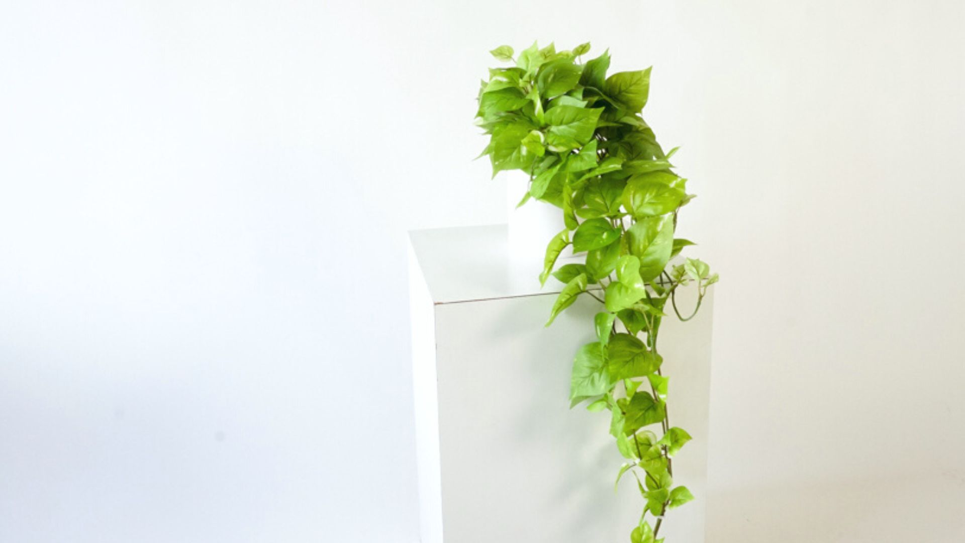 Watch Our fake pothos plant is lush, realistic, and has long vines on ...
