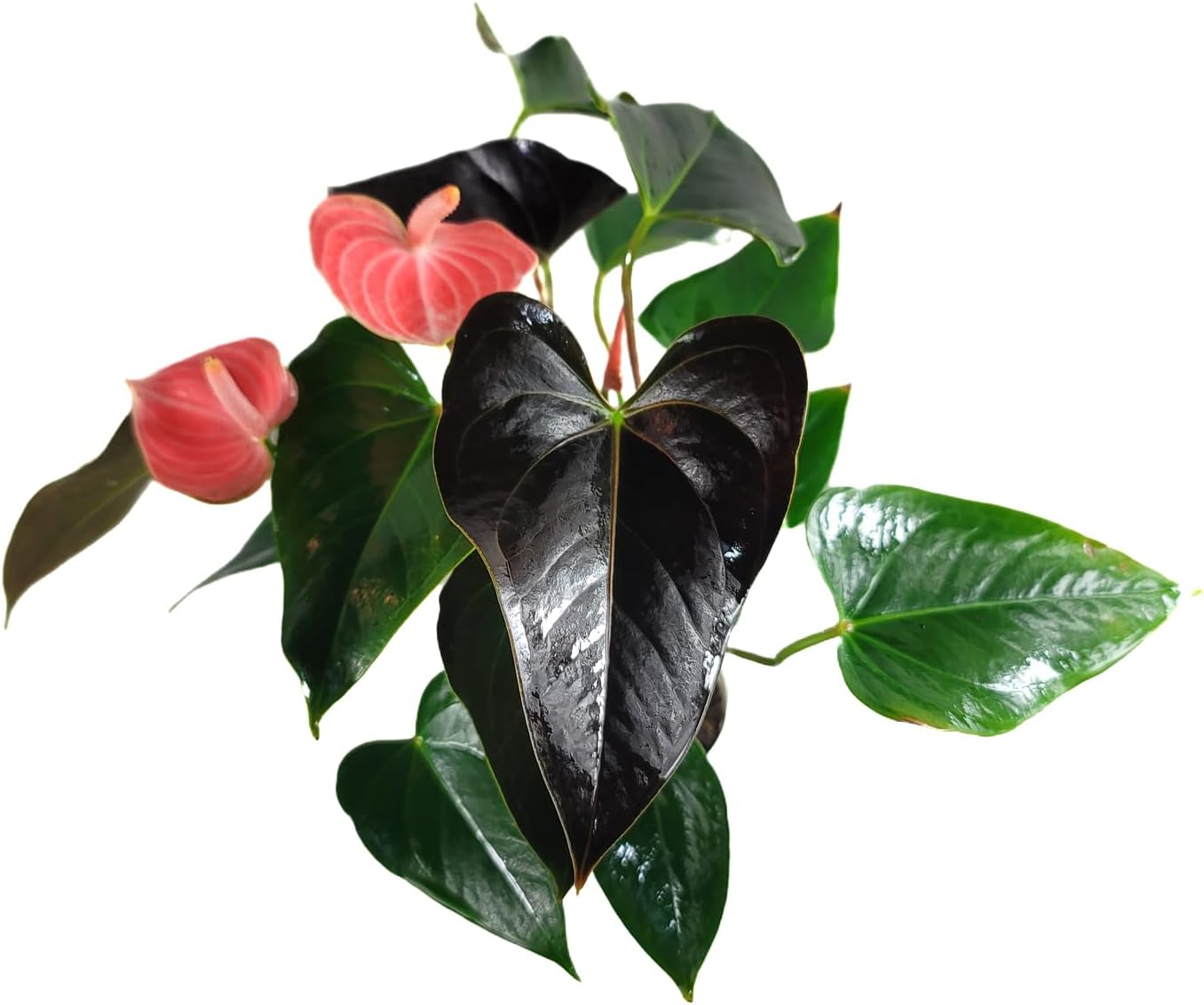 Amazon.com : MITRAEE Black anthurium Flower Seeds : Patio, Lawn & Garden
