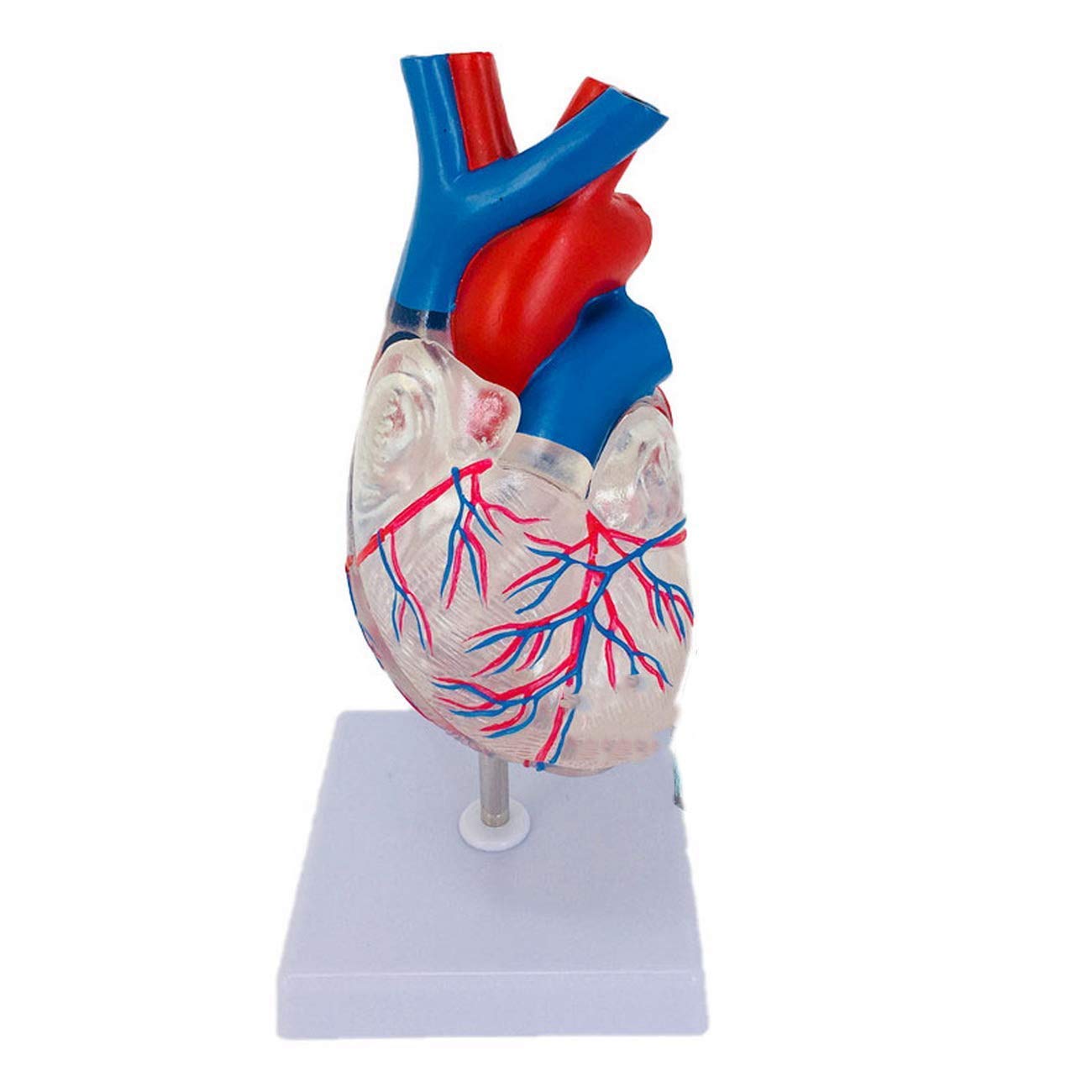Buy Human Heart Model, Human Long Tube Heart Anatomy Life Size Heart ...