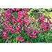 Garden Perennial - Penstemon 'Ruby Rich' - 3 x Full Plants in 9cm Pots ...