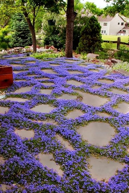 Amazon.com : New Fresh 25pcs Star Creeper Flower Seeds Generic : Patio ...