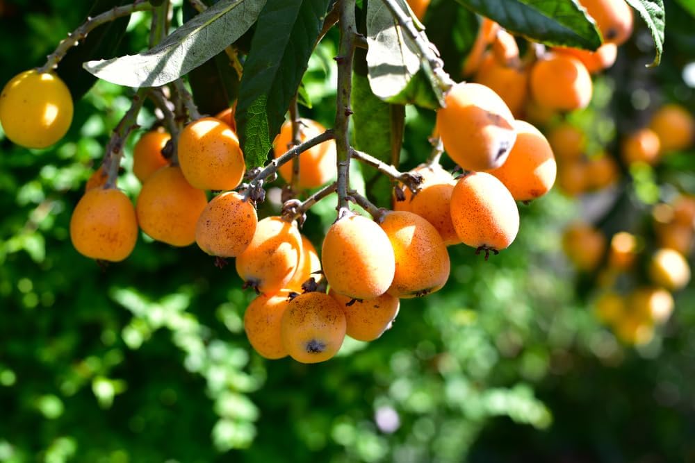 Amazon.com : Loquat Trees Live Plant, Live Loquat Tree, Golden Loquat ...