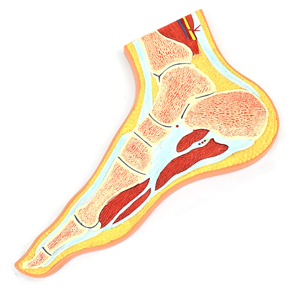 Buy Medical Anatomical Foot Skeleton Model With Ligaments Skeleton Model Medical Foot Joint buy-medical-anatomical-foot-skeleton-model-with-ligaments-skeleton-model-medical-foot-joint
