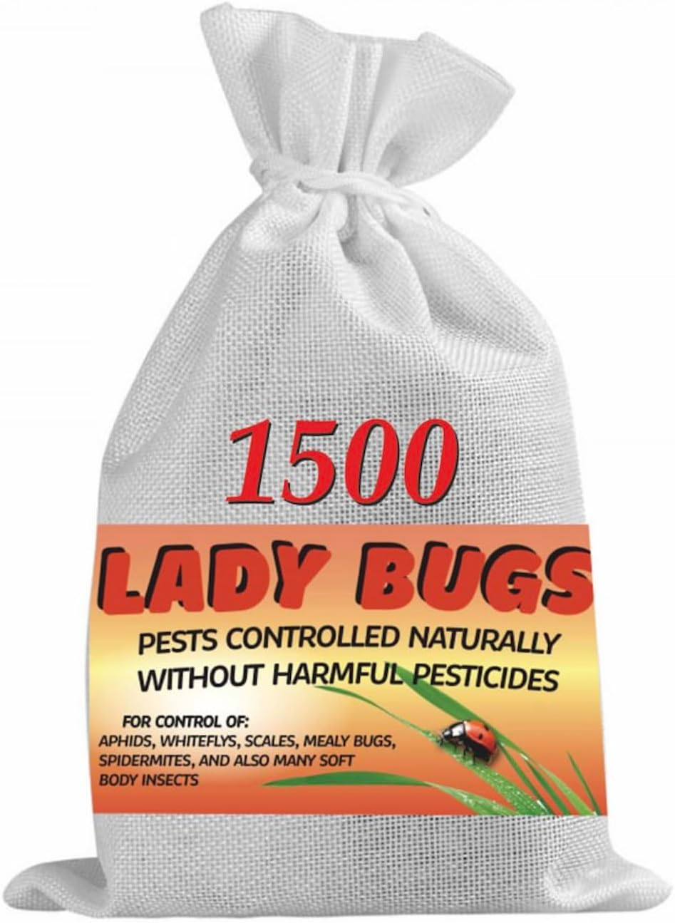 Amazon.com : 1500 Live Ladybugs - Hippodamia Convergens - Guaranteed ...