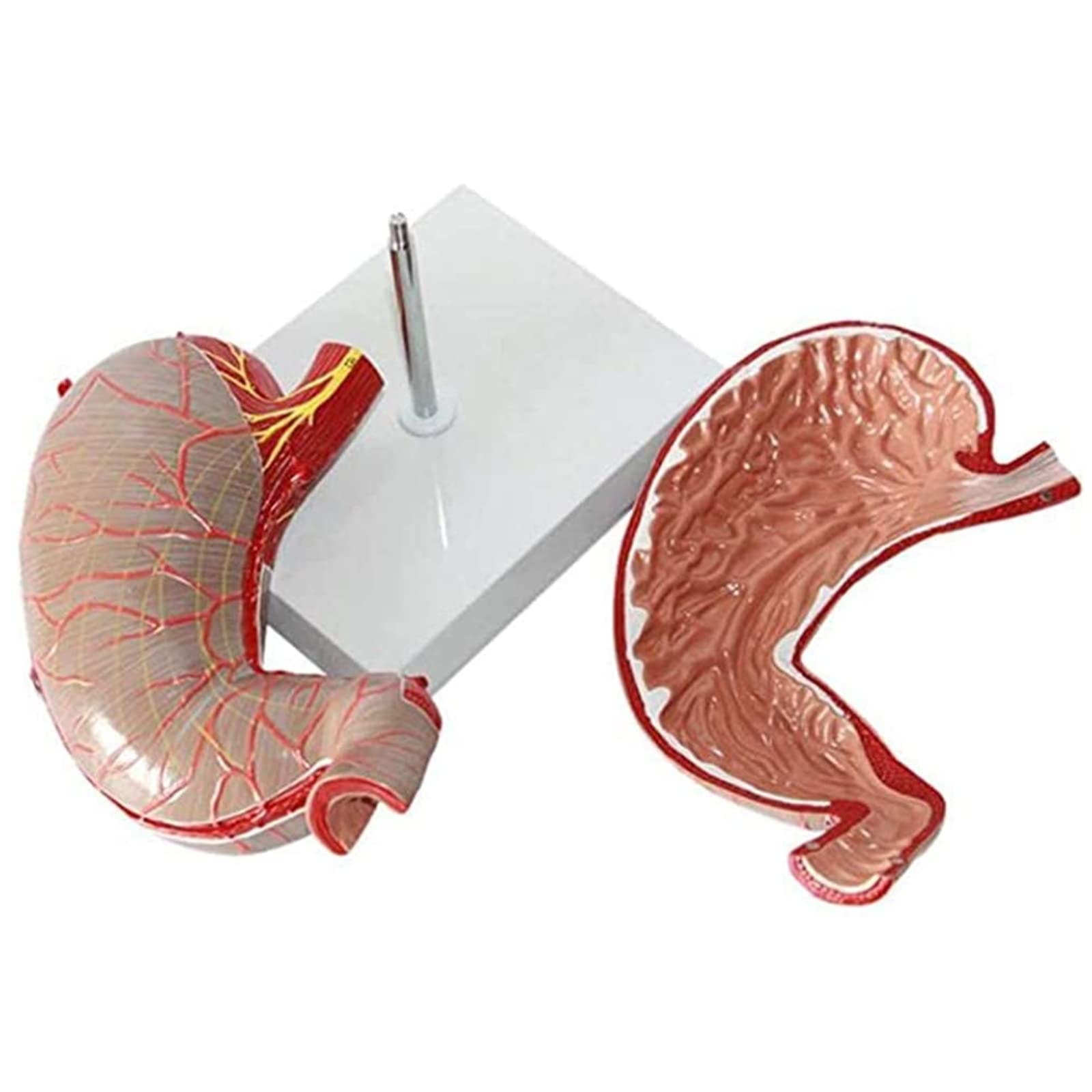Stomach Model Anatomy Models Of The Human Digestive System