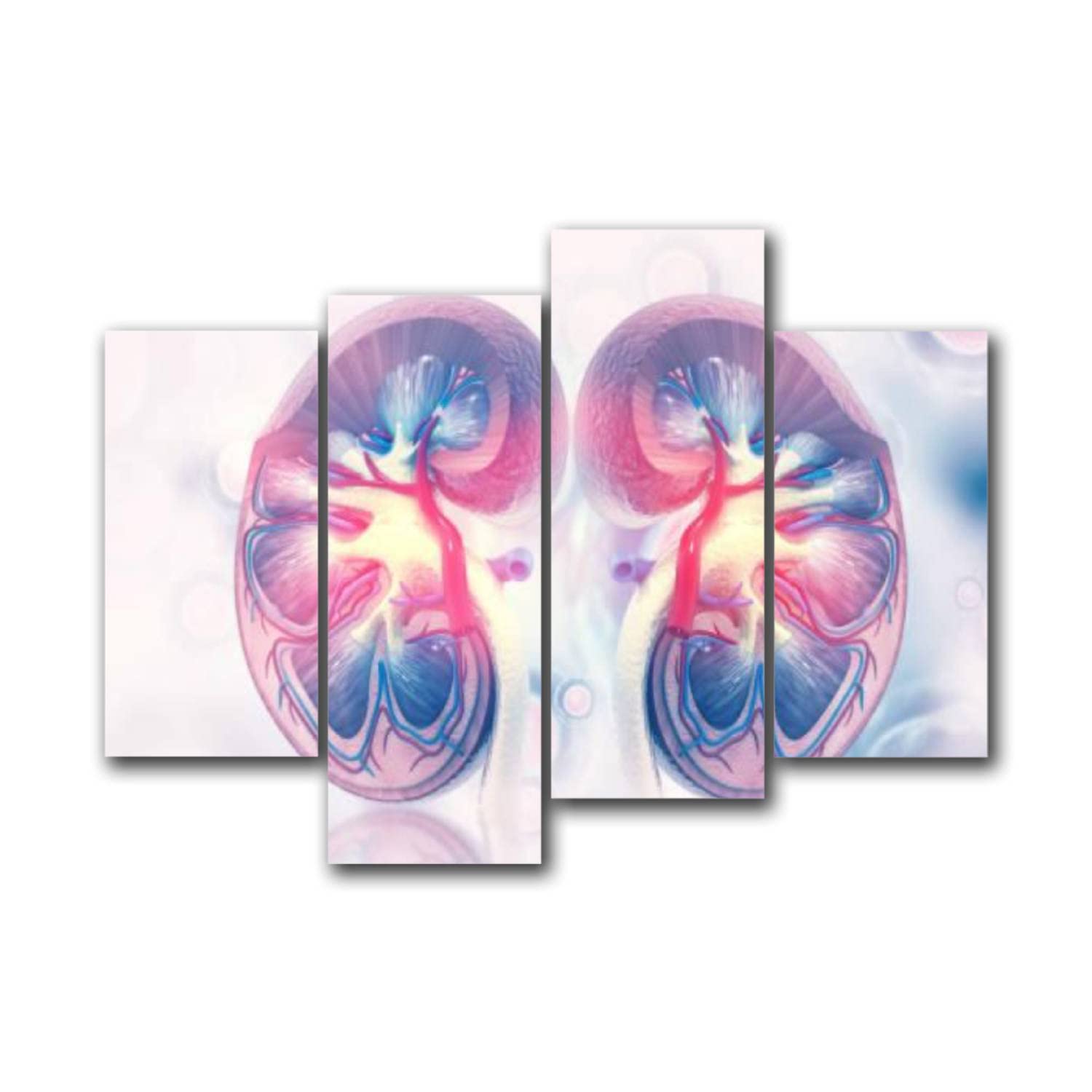 Snapklik.com : Human Kidney Cross Section On Scientific Canvas Wall Art ...