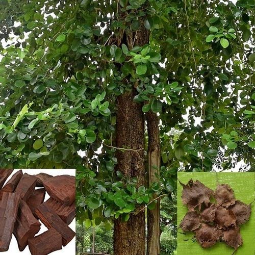 Rameshvar Enterprises | Red Sandalwood Sapling Plants, Red Sanders ...