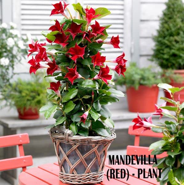 Cloud Farm Mandavilla Red Hybrid Live Plant CF03 : Amazon.in: Garden ...