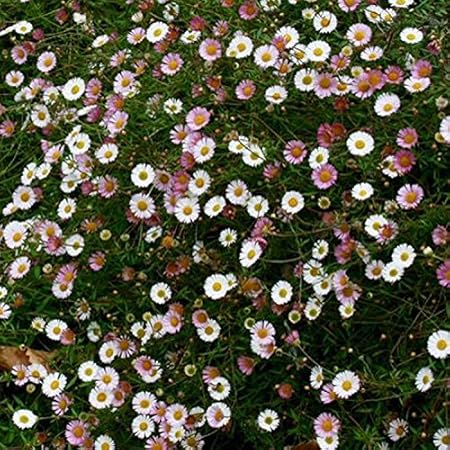 Park Farm Plants Erigeron x 'Wayne Roderick' 1x 9cm Pot Mexican ...