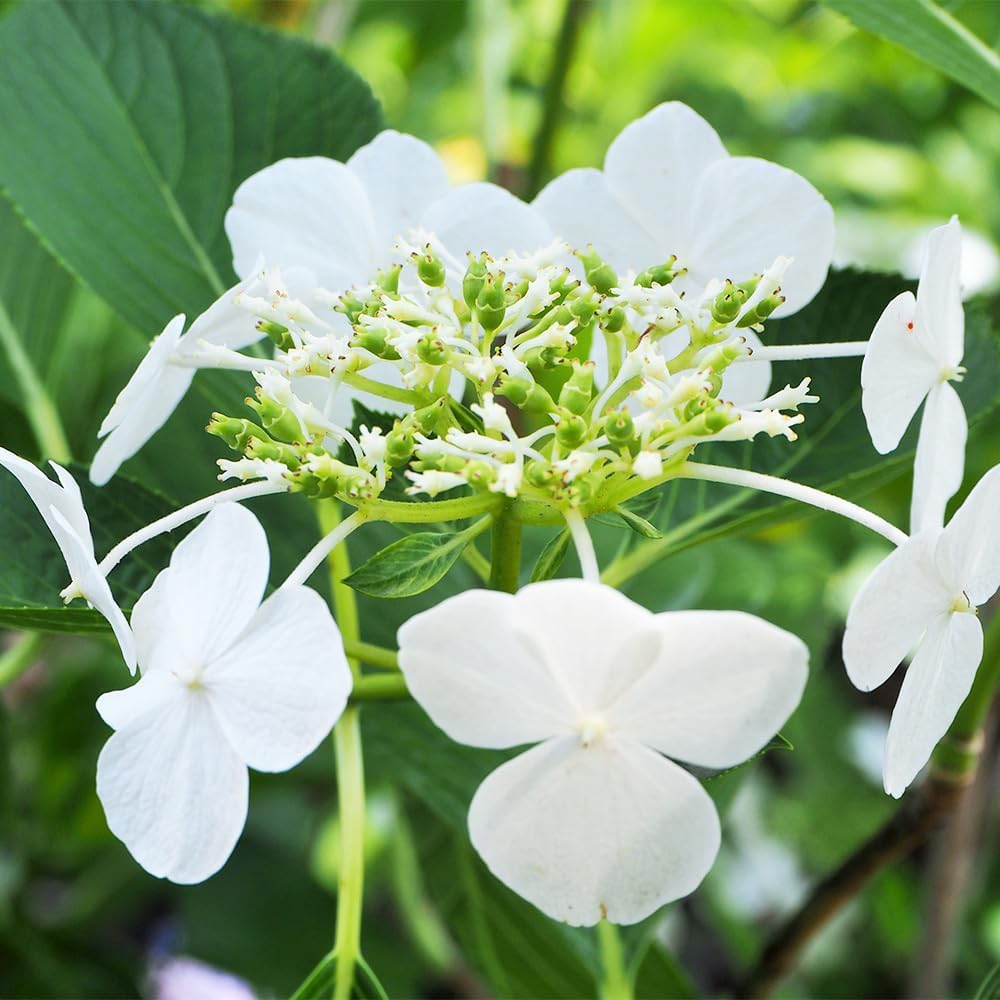 Amazon.co.jp: ITANSE 常緑アジサイ 台湾常磐アジサイ(タイワントキワアジサイ) 3号 1個売り【初心者向け・育てやすい／品種で選べる花木苗】一般的な紫陽花とは異なり、冬も葉 ...