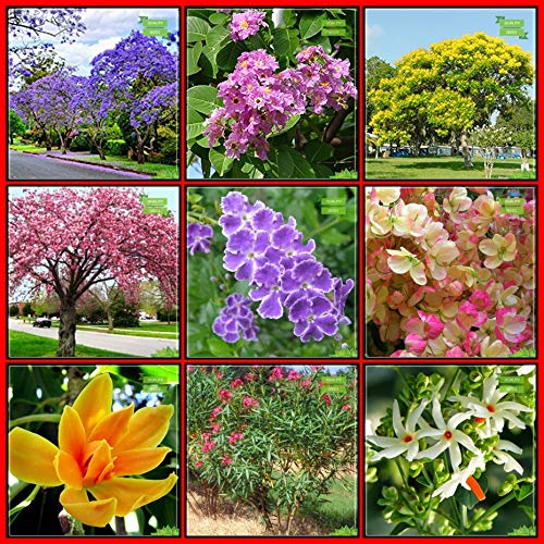 Creative Farmer Best Combo Combo Flower Tree & Tree Seeds : Jacaranda ...