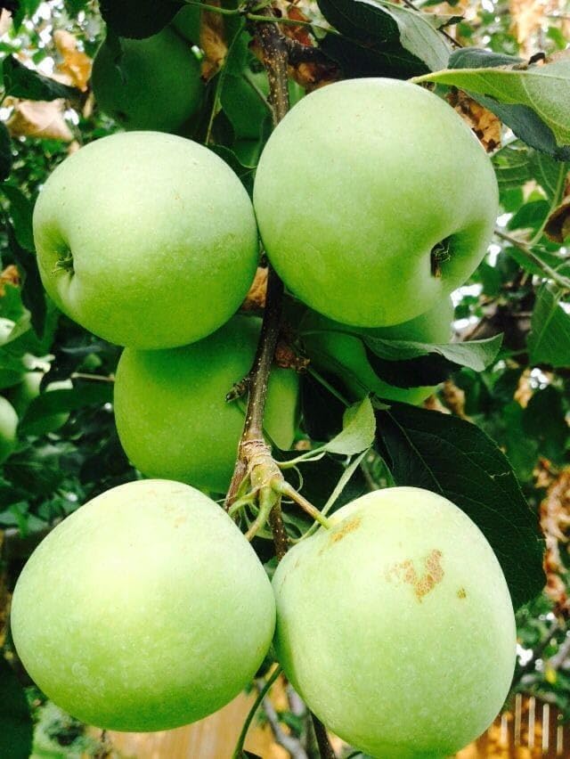 GreenWorld Special, Green Apple Plant, Healthy, (Grafted) Live Healthy ...