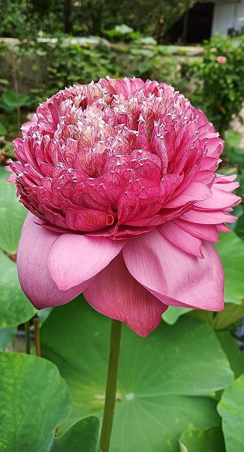 Matri Bhumi Rare ALL Season Pink Lotus plant LIANG LI MICRO LOTUS ...